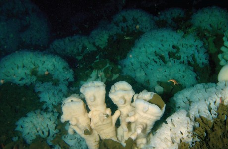 Glass Sponge In Ocean