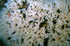 Glass Castles in the Sea | Natural History Magazine