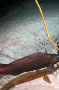 blue hake | Natural History Magazine
