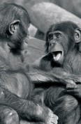 bonobos exhibit "play face" | Natural History Magazine