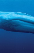 Blue whale | Natural History Magazine