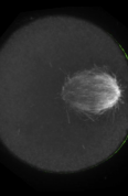 AsymmetricSpindle | Natural History Magazine