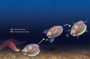 Scallop Locomotion | Natural History Magazine