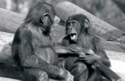 bonobos exhibit "play face" | Natural History Magazine