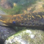 lamprey | Natural History Magazine
